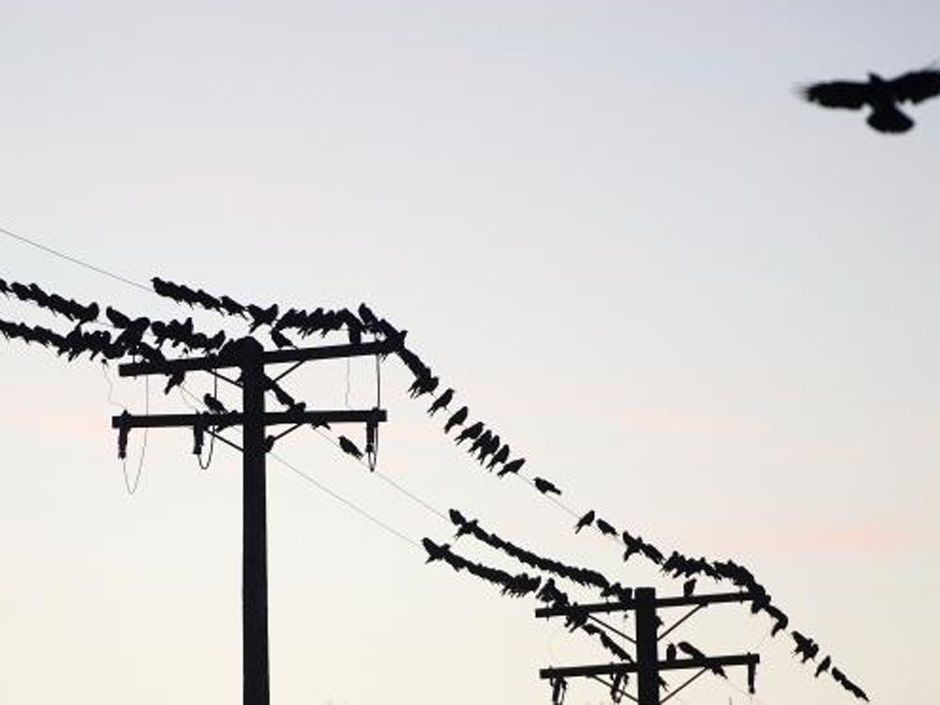 Talk about a murder mystery: The reason 6,000 crows flock to Burnaby, B ...