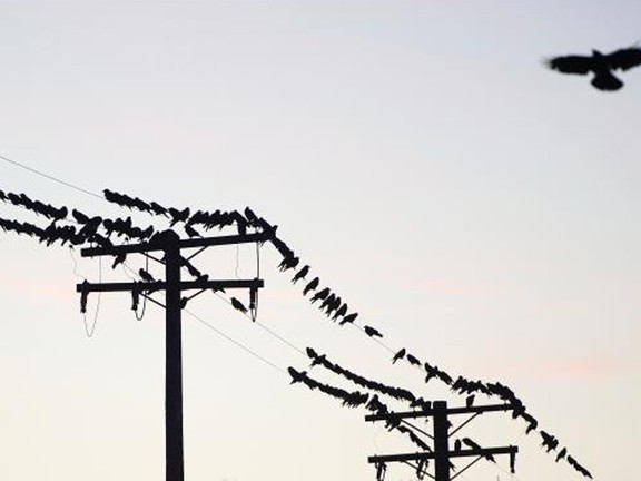Talk about a murder mystery: The reason 6,000 crows flock to Burnaby, B ...
