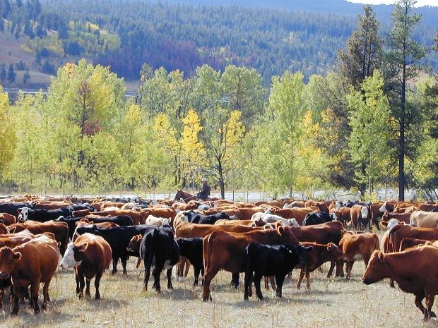 'Two-legged predators': B.C. cattle rustlers stealing and killing cows ...