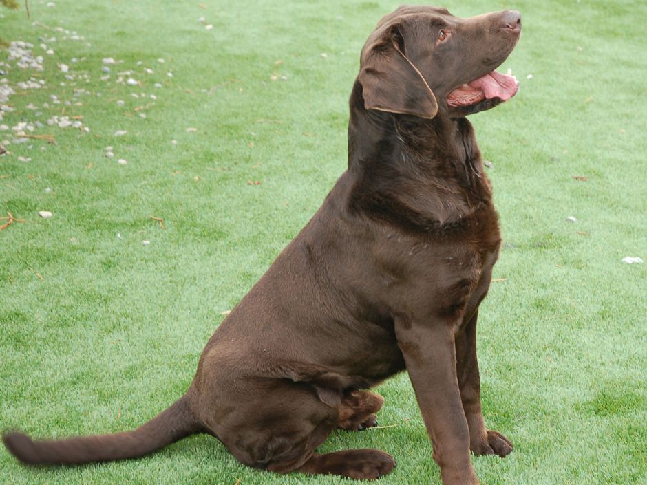Chocolate lab named Trigger accidentally shoots owner in the foot ...