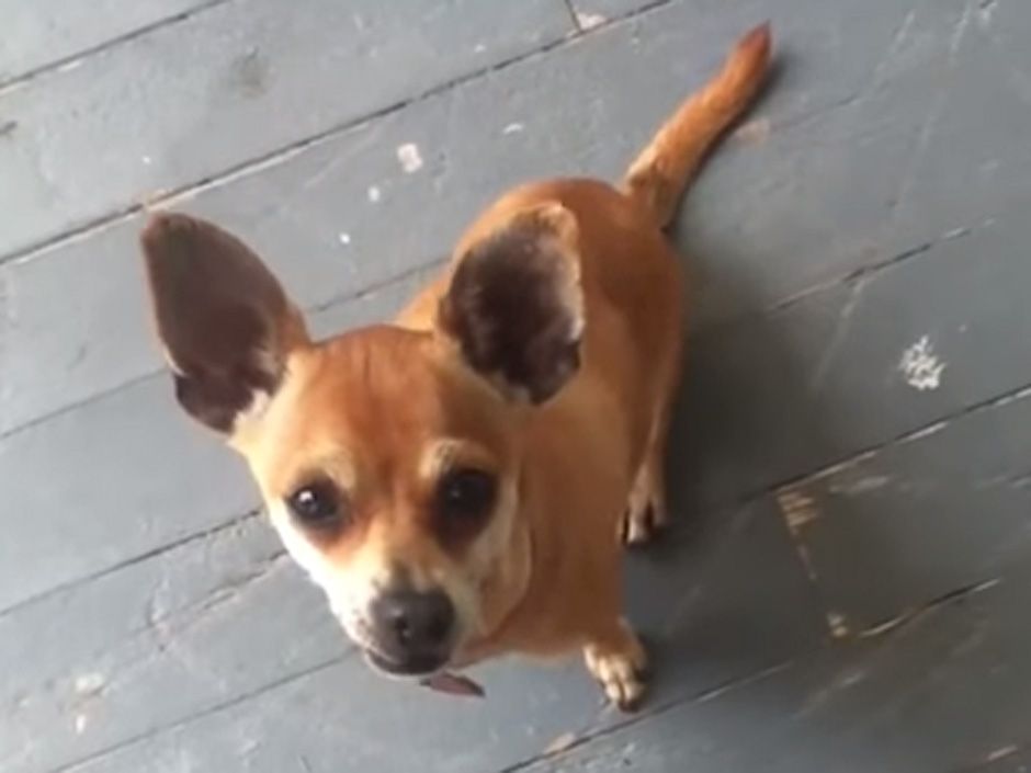 Jen Gerson: The day PETA killed a pet dog | National Post