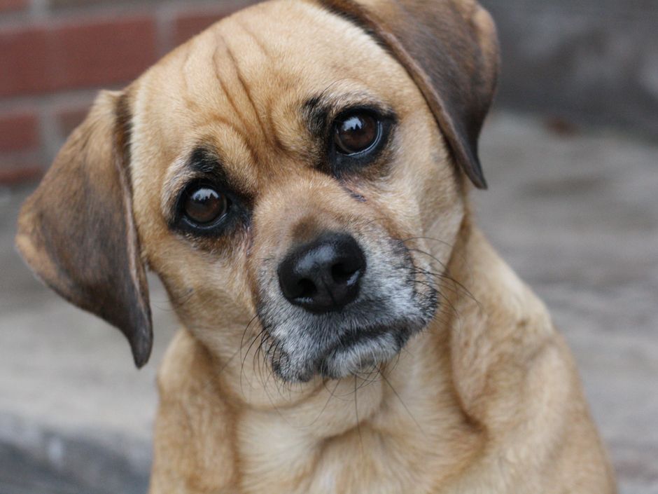 York police seek witnesses after a beagle-pug named Coca dies from ...