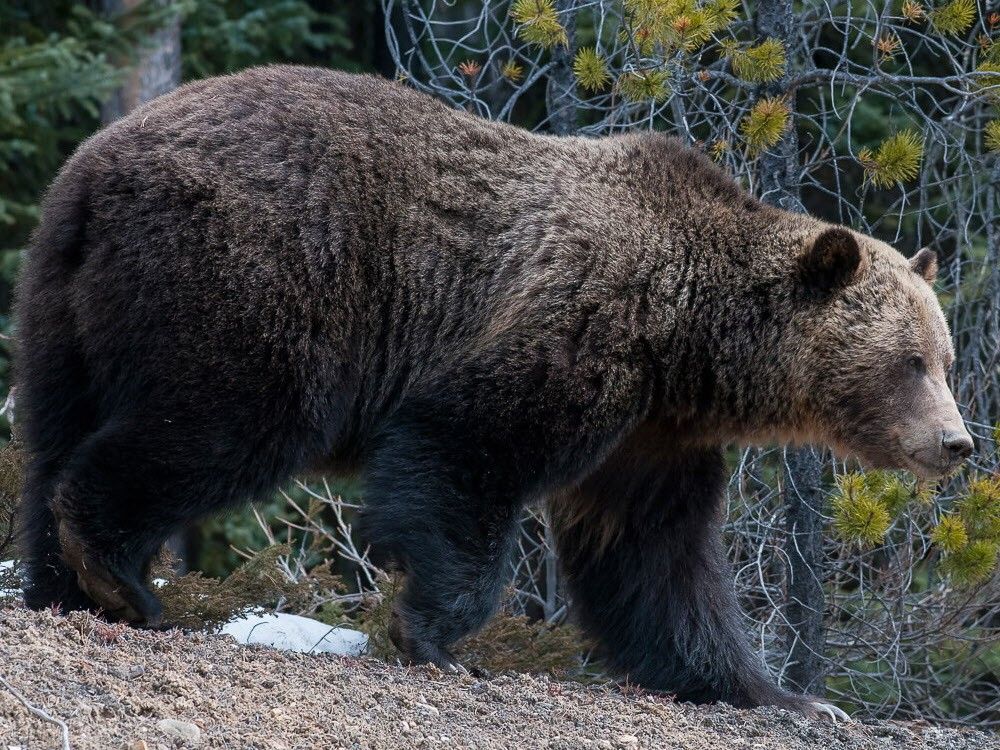 It 'crunched into his shin': Grizzly attacks ice climbers on Mount ...
