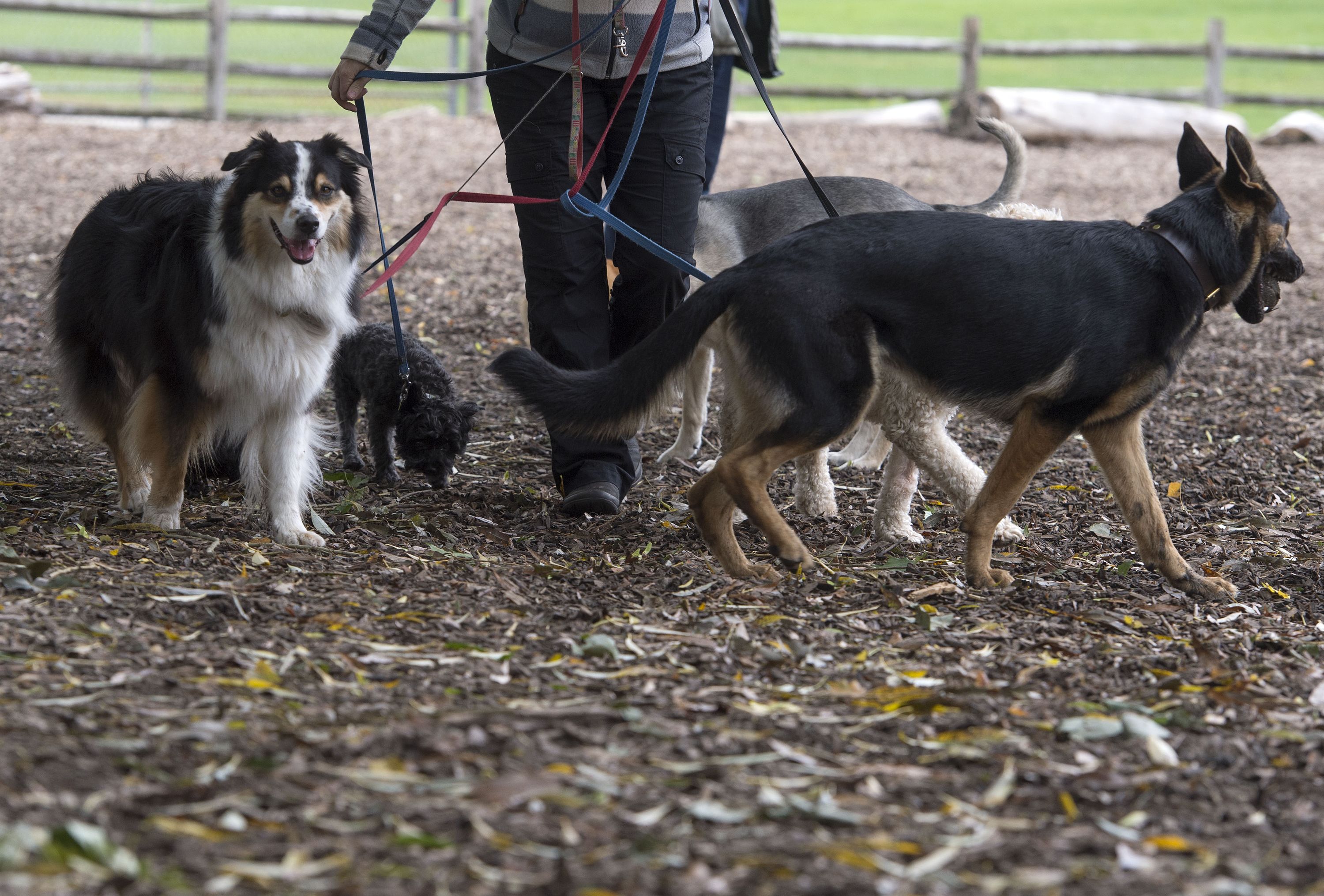 Suspected dog poisonings prompt investigations by two Ontario police ...