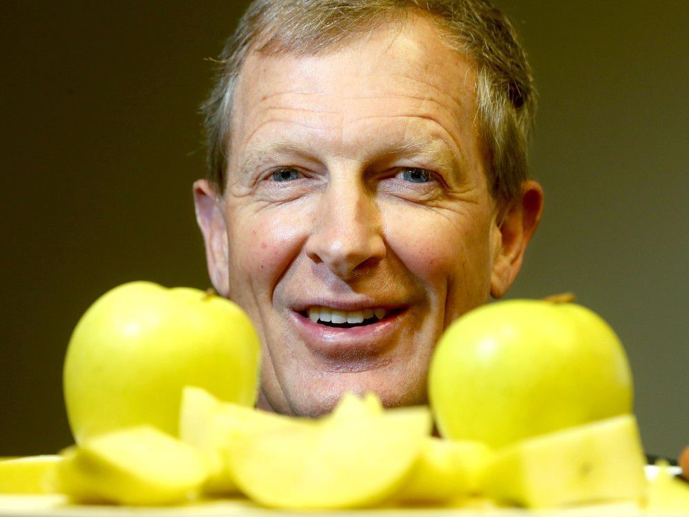 This new Canadian apple is genetically modified so bruises don't show ...