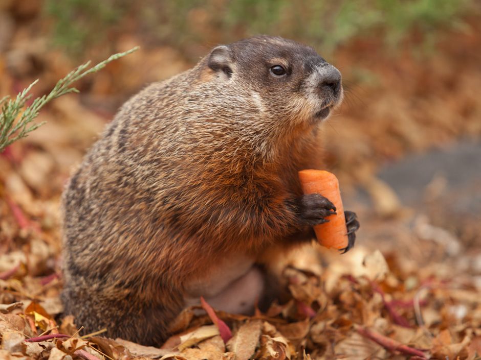RIP Winnipeg Willow: Beloved groundhog dies days before annual weather ...