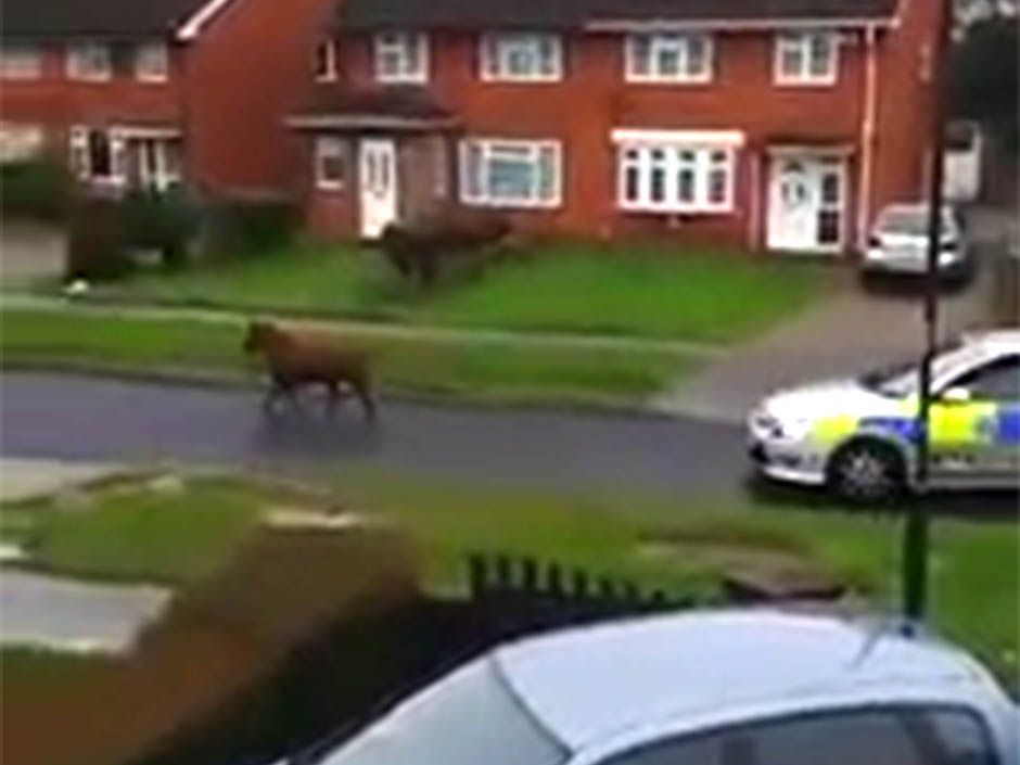 Bizarre video shows runaway Shetland pony leading police cruisers on ...