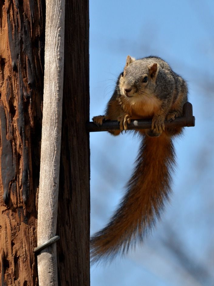Squirrels are menacing the power grid: Rodents have disrupted ...