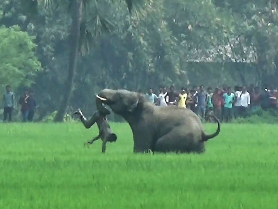 Wild elephants kill five people in two separate attacks in India ...