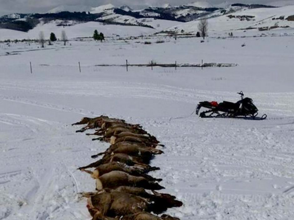 Mass slaughter of 19 elk by one pack of wolves in Wyoming a rare ...