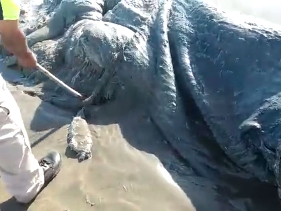 Strange sea creature — measuring four metres long — washes up on ...