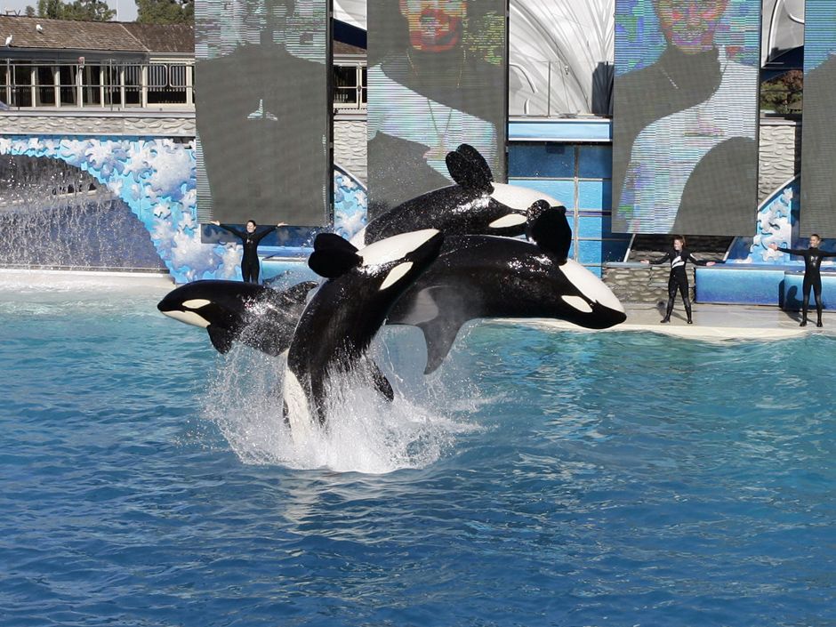 'The last generation of orcas at SeaWorld': Embattled theme park ...