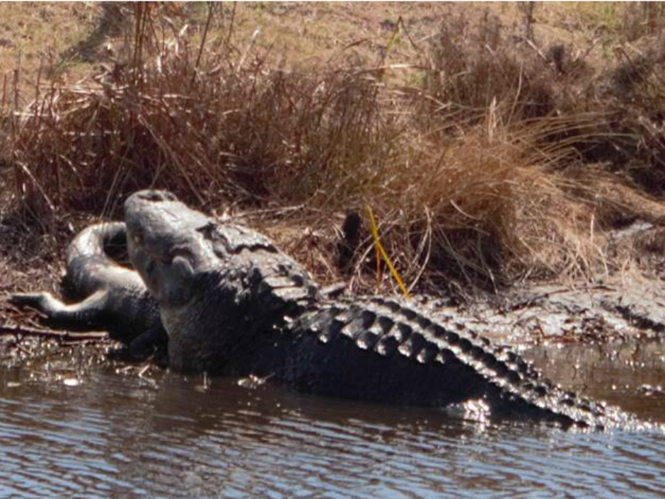 Giant cannibal alligator photographed in Florida nature reserve ...