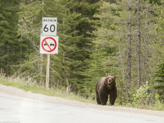 The life of 'The Boss': The biggest, toughest, meanest grizzly bear in ...
