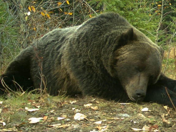 The life of 'The Boss': The biggest, toughest, meanest grizzly bear in ...