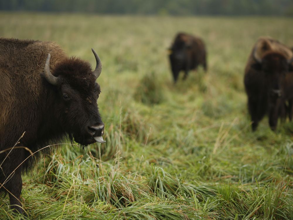 How the bison, once nearing extinction, lived to become America's ...