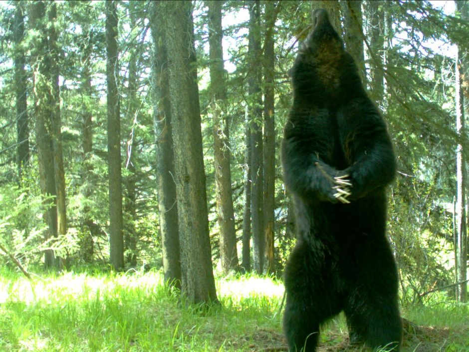 The life of 'The Boss': The biggest, toughest, meanest grizzly bear in ...