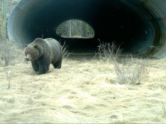 The life of 'The Boss': The biggest, toughest, meanest grizzly bear in ...