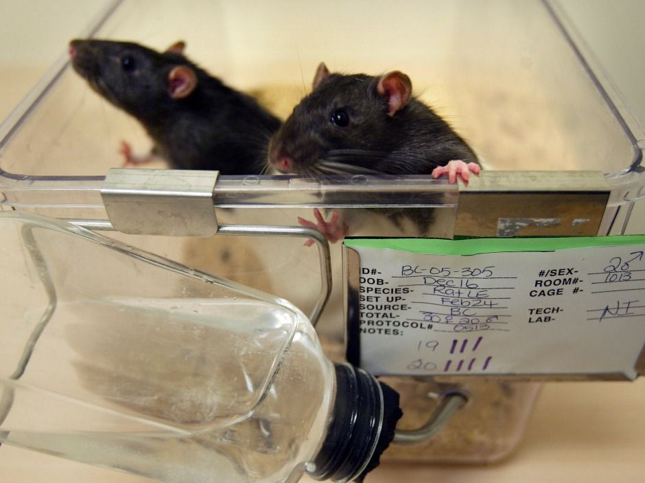 The vitamin that made elderly mice live longer, and stopped their ...