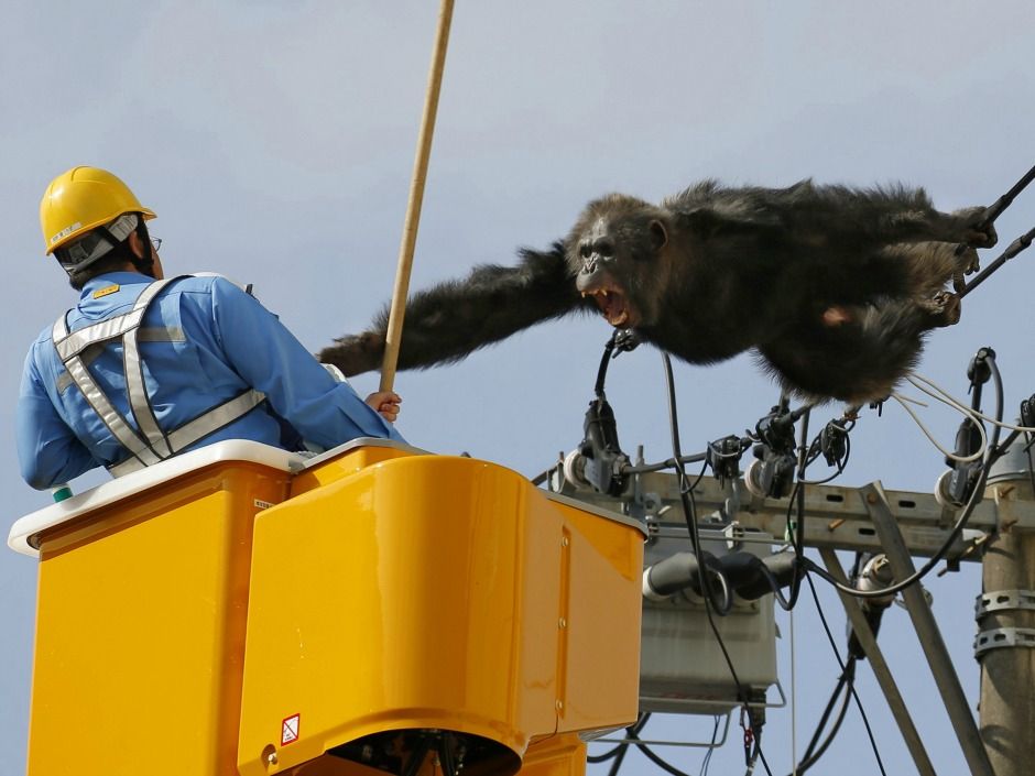 Video captures moment a fugitive chimp falls from power line after ...