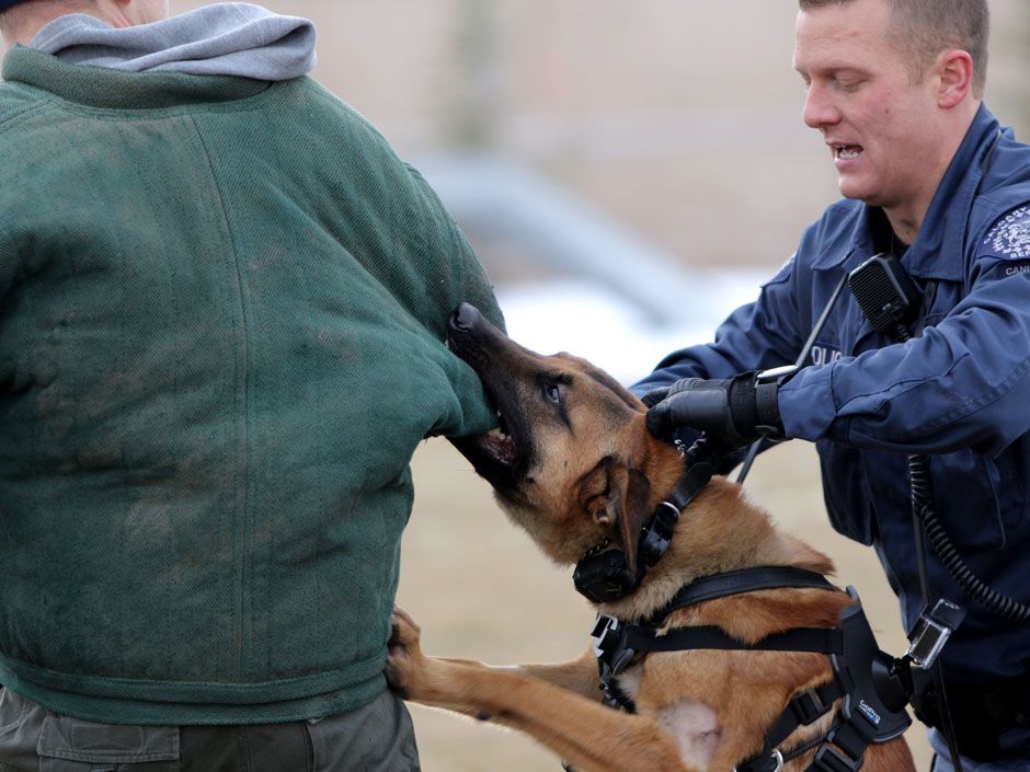 Police dog runs amok in Calgary, chasing 12-year-old boy into his home ...