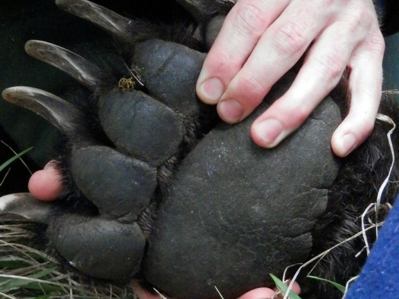 The life of 'The Boss': The biggest, toughest, meanest grizzly bear in ...