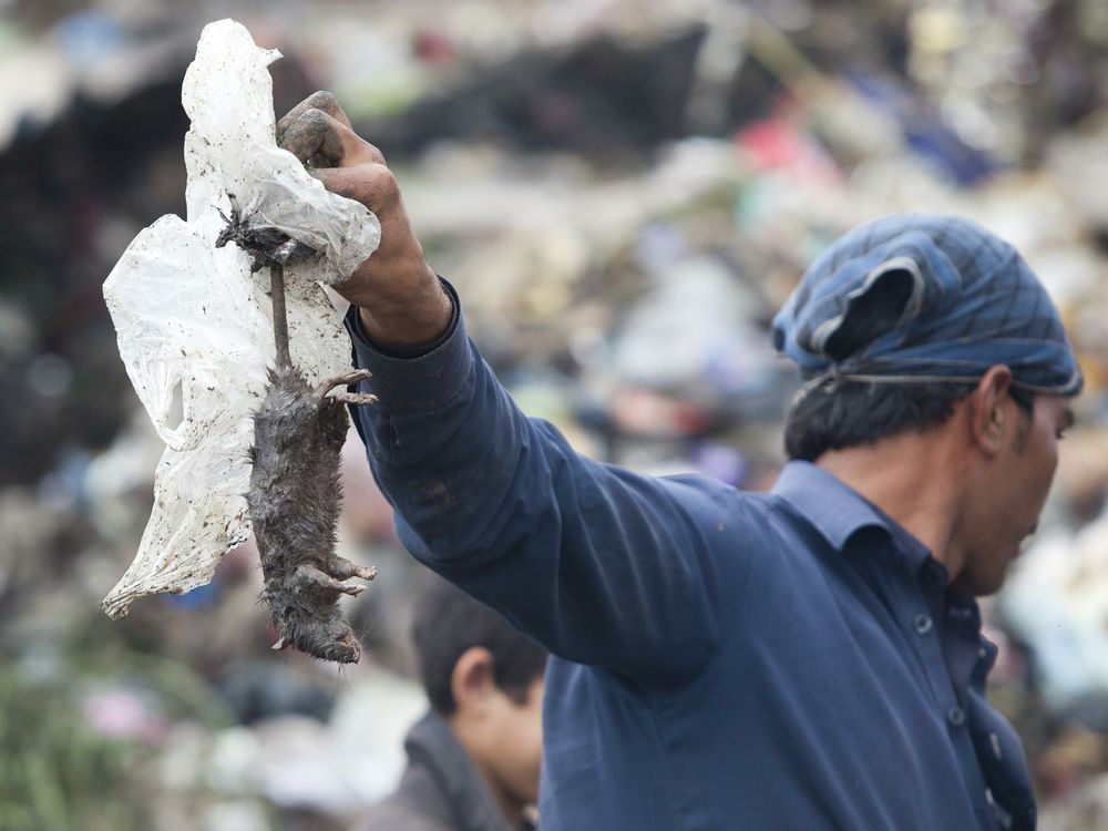 Rodents of unusual size: In Pakistan, giant rats fuel conspiracy ...