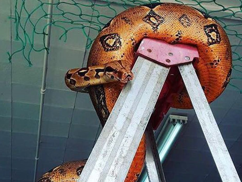 Missing three-metre boa constrictor recovered in duffel bag thanks to ...