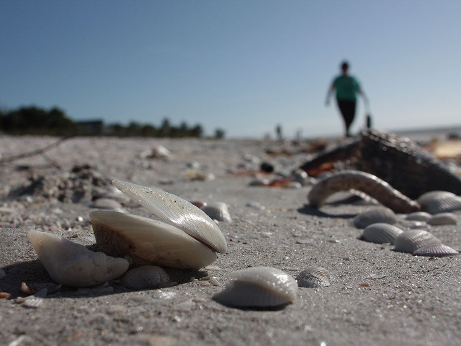Get to know your souvenirs on a guided beach walk with a marine ...