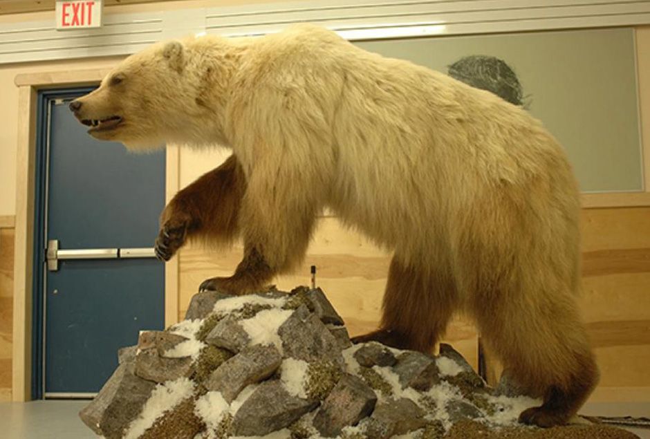 Love in the time of climate change: Grizzlies and polar bears are ...