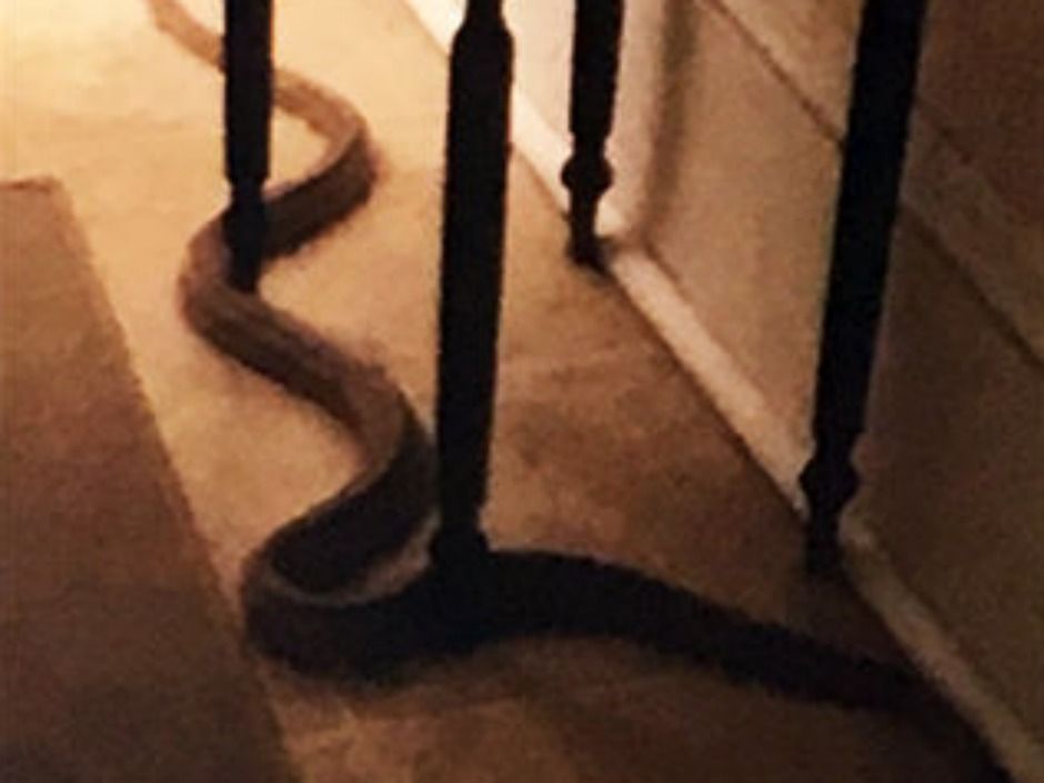 A Brockville woman woke up to the sight of this giant snake on her ...