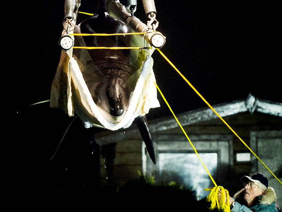 Orca beaches itself on concrete platform at aquarium in what activists ...