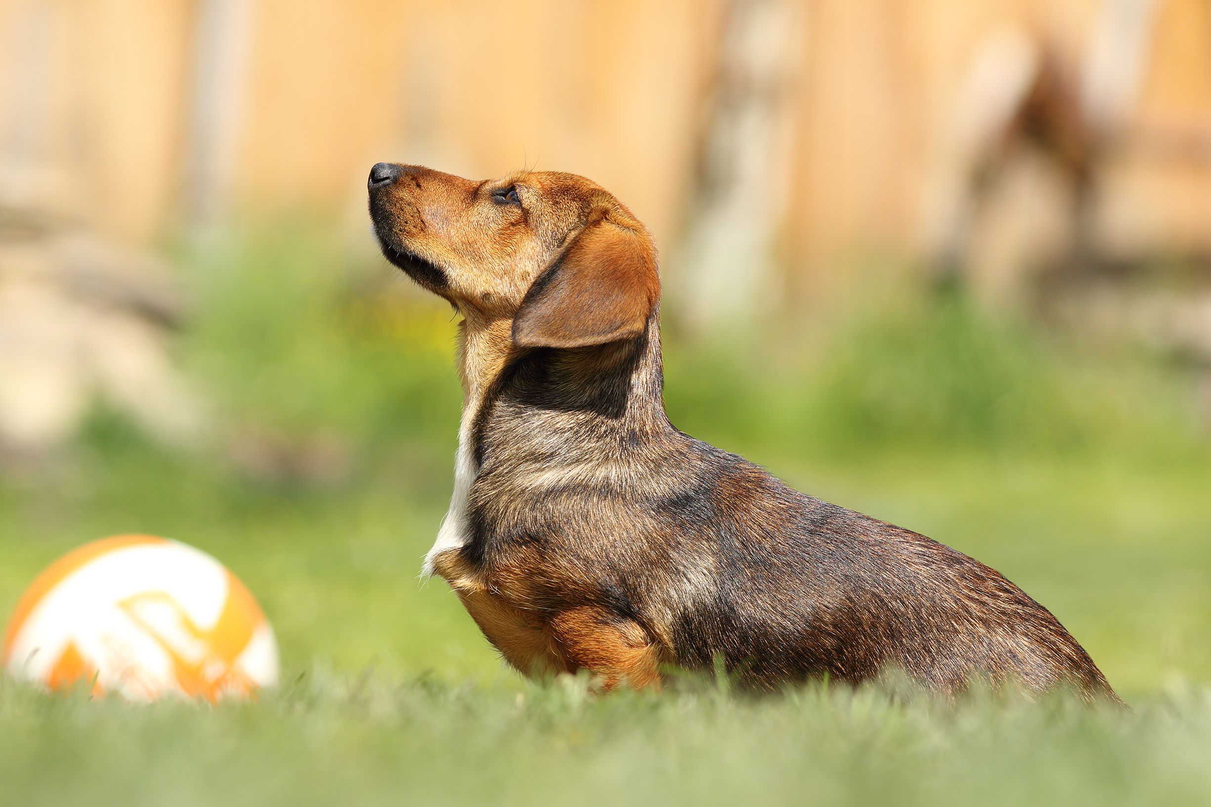 It's a dog's life: Steven Rowley's debut novel a tragicomic portrait of ...