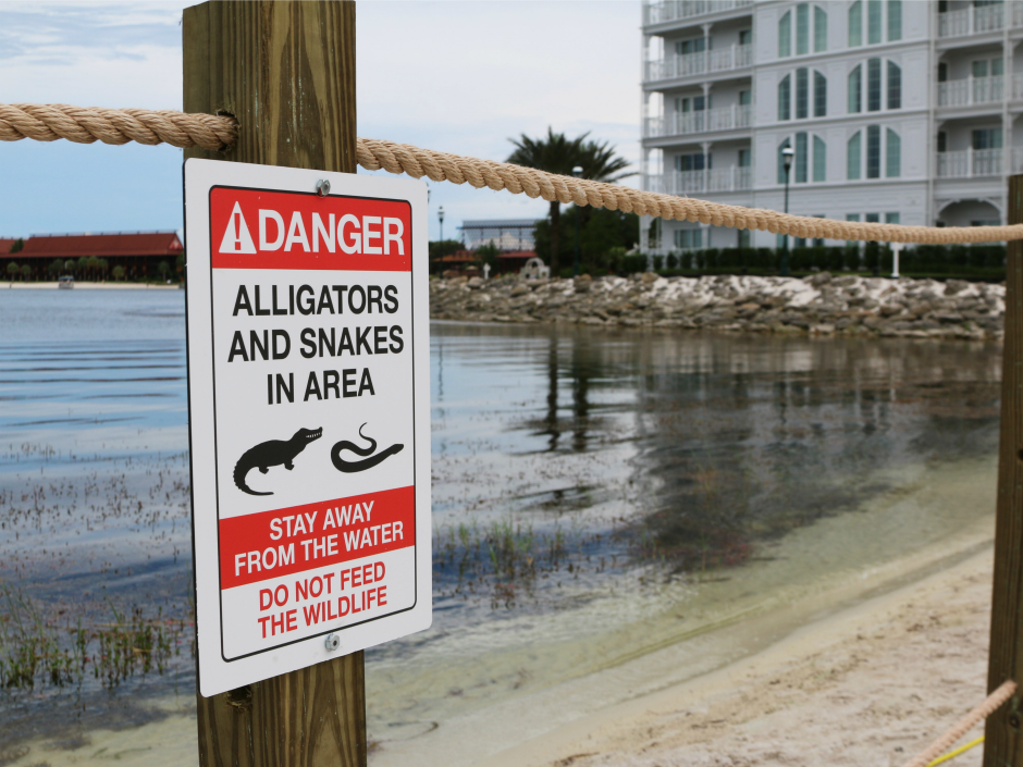 Disney World is erasing all evidence of alligators and crocodiles after ...