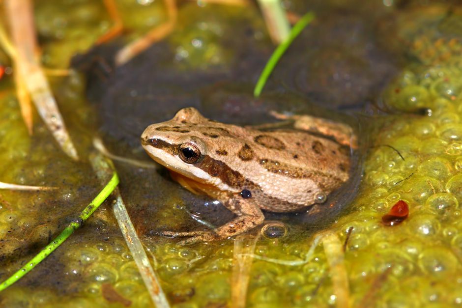 The tiny frogs that stopped bulldozers: Construction halted on Quebec ...