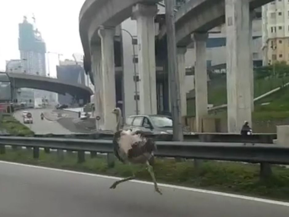Watch a runaway ostrich sprint down a Malaysian highway at full speed ...