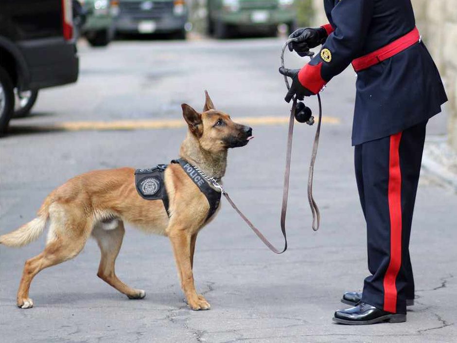 Police dog pulled from active duty after chasing and biting a 12-year ...