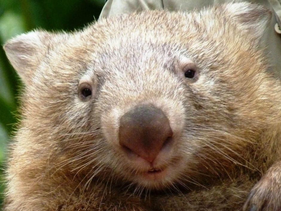 'Will never forget your gorgeous waddle': Wombat known for cuddling ...