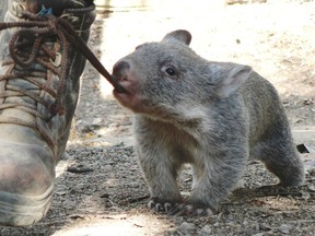 'Will never forget your gorgeous waddle': Wombat known for cuddling ...