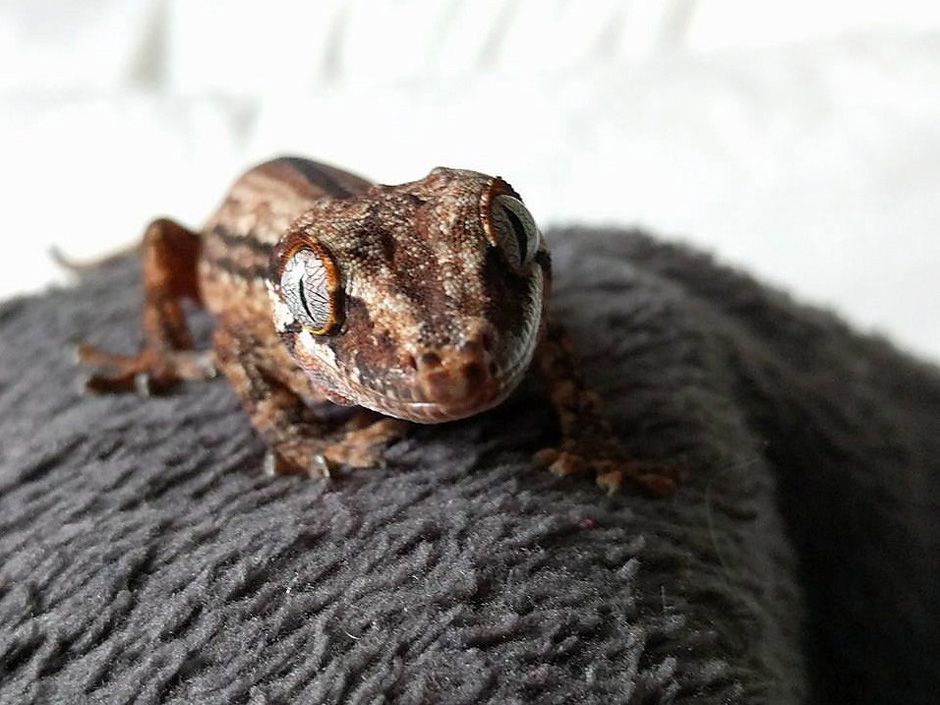 WestJet issued a countrywide alert for a missing pet gecko. The lizard ...