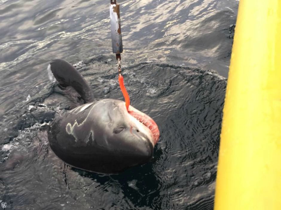 Newfoundland fisherman was jigging for cod, but he came across a shark ...