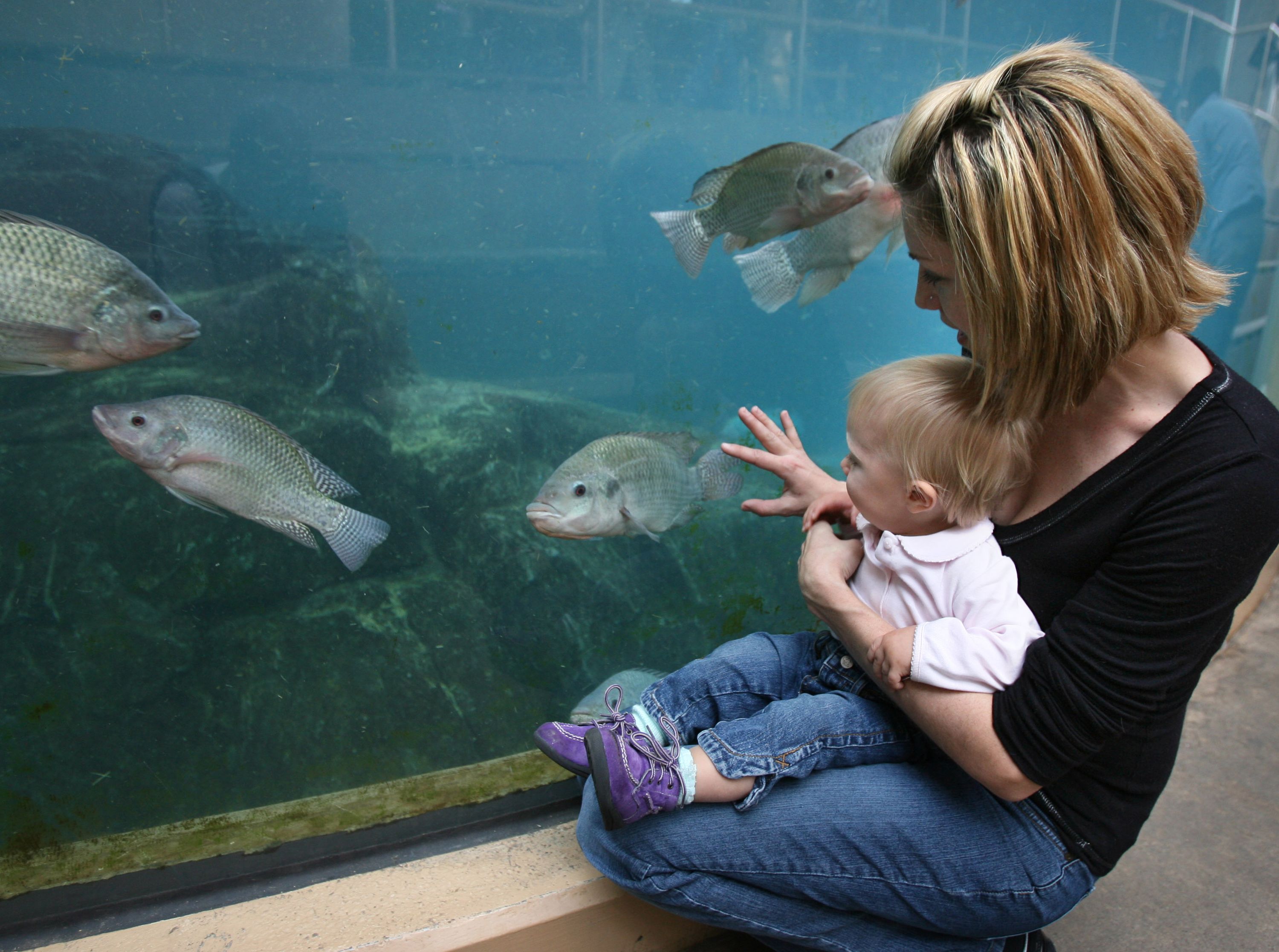 Calgary Zoo conducting toxicology tests after 200 fish mysteriously ...