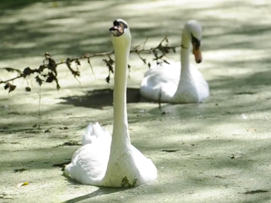 Last swans leave Vancouver park for secret locale, after otter eats one ...