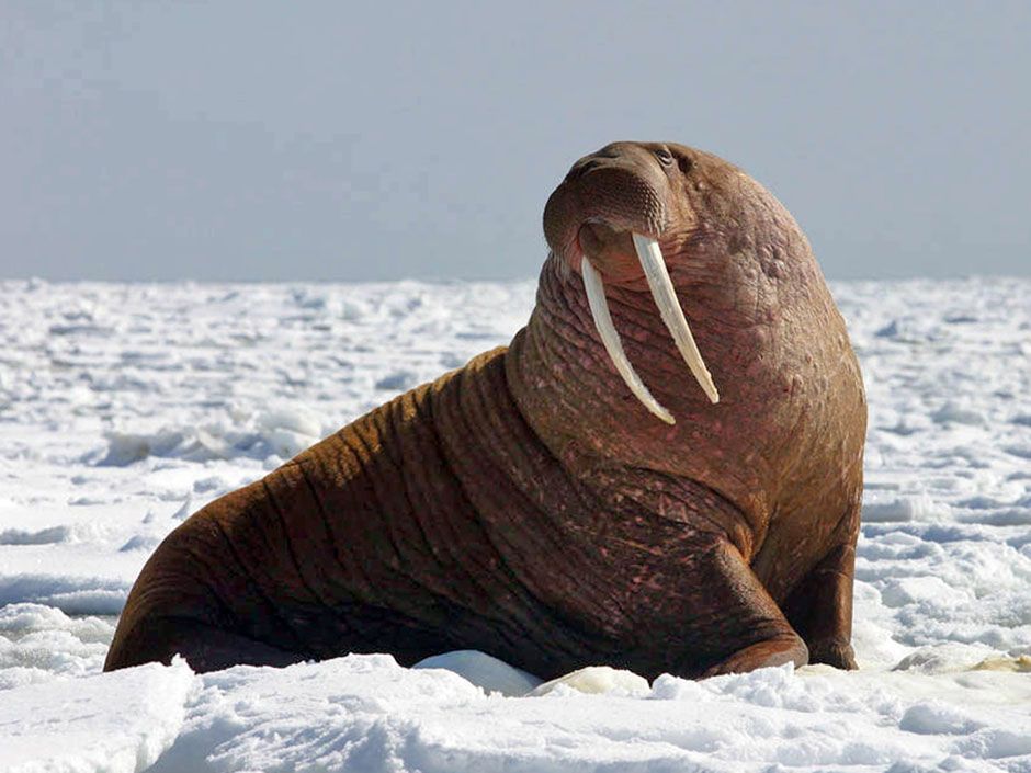 Four Alaskan men charged for killing walrus for their tusks and causing ...