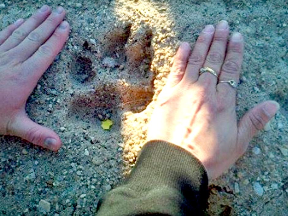 ‘They are absolutely huge:’ Wolves attack in Northern Saskatchewan as ...