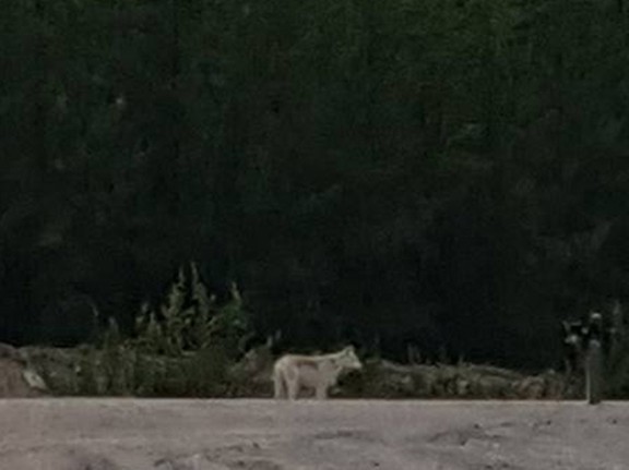 ‘They are absolutely huge:’ Wolves attack in Northern Saskatchewan as ...