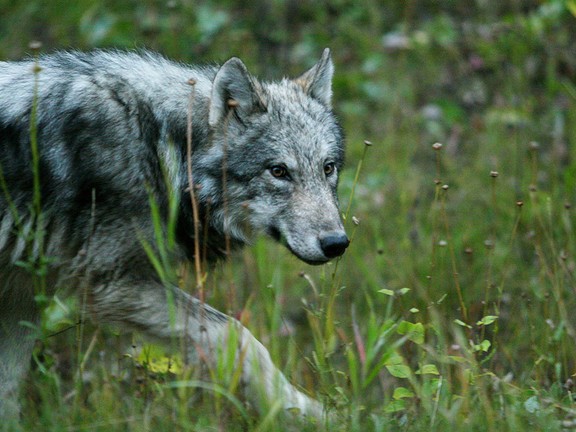 ‘They are absolutely huge:’ Wolves attack in Northern Saskatchewan as ...