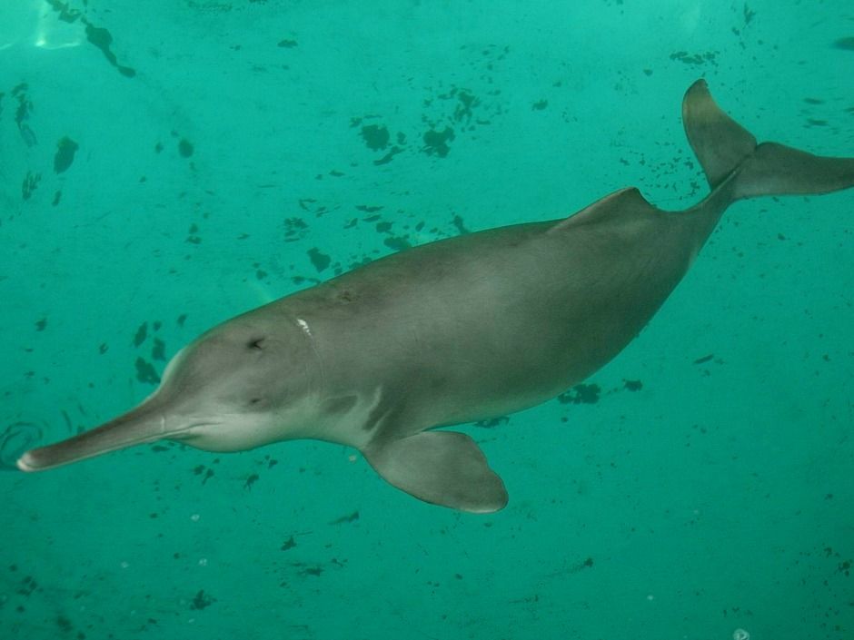 Chinese scientists excited as six people report first known sighting of ...