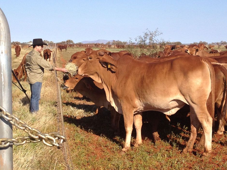 How one researcher is fighting cow farts — and climate change — by ...