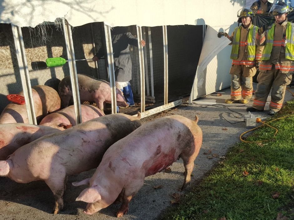 Pigs survive truck crash, walk to slaughterhouse instead as angry ...